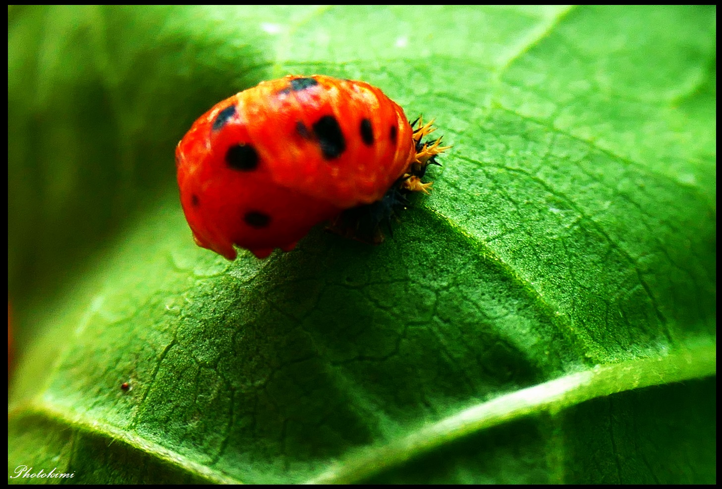 Larve des Marienkäfers auf dem Malvenblatt Foto & Bild | tiere ...