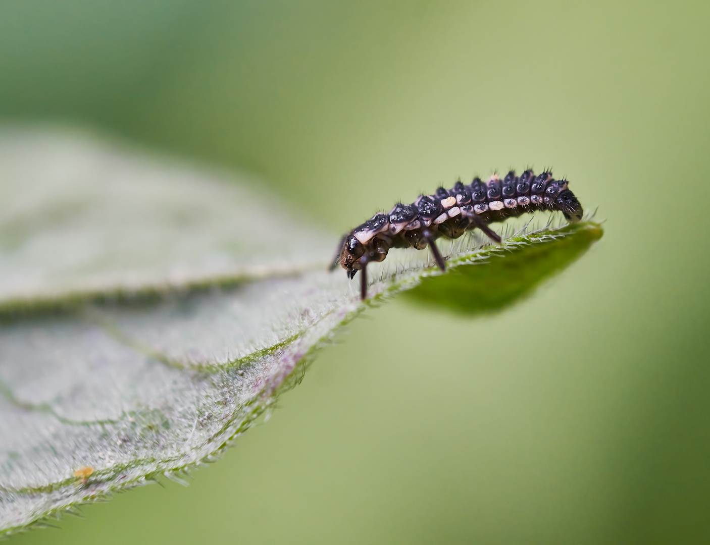 Larve des Zweipunkt Marienkäfer Foto & Bild | natur, insekten, tiere ...