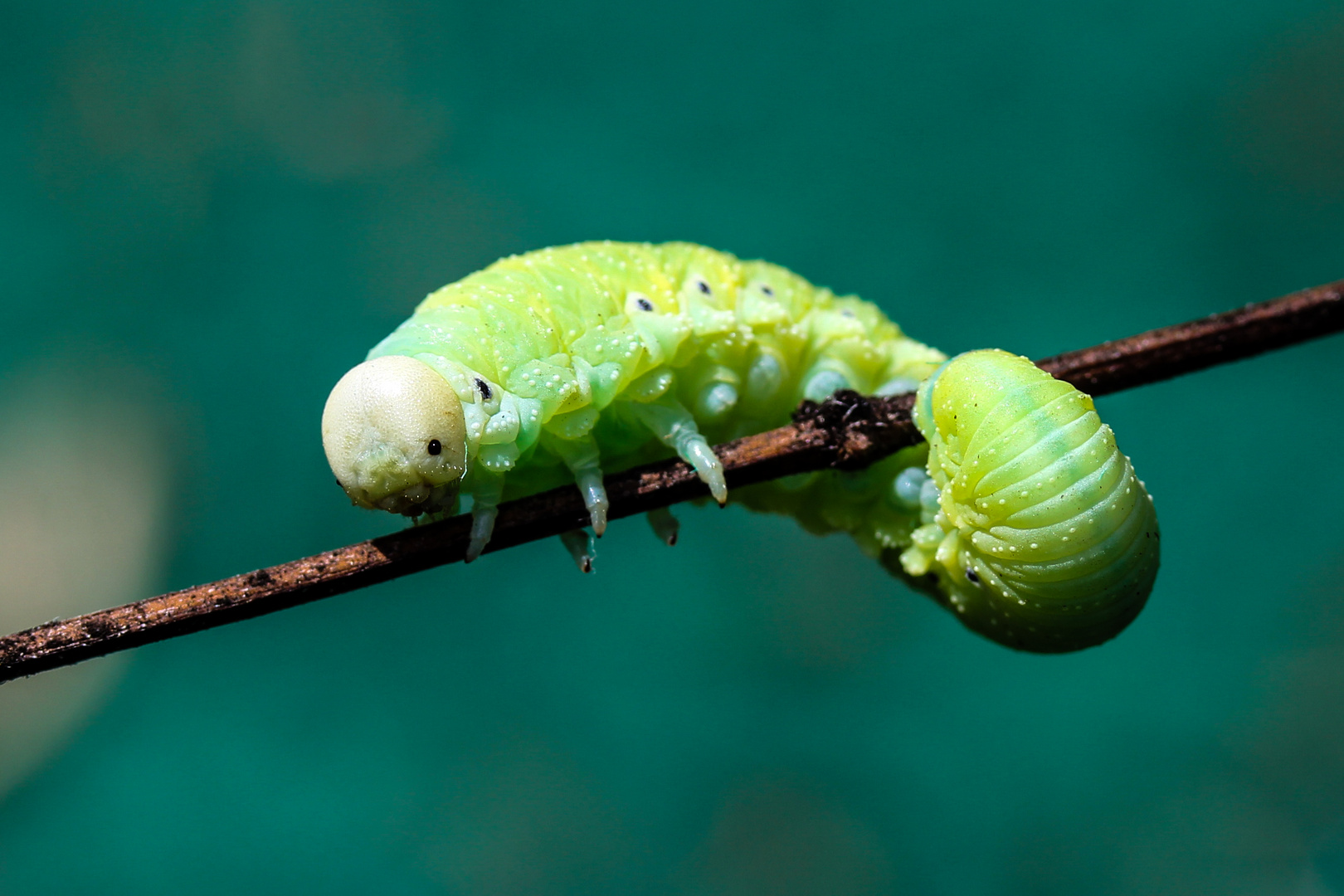 Larve einer großen Birkenblattwespe Foto & Bild | tiere, wildlife ...