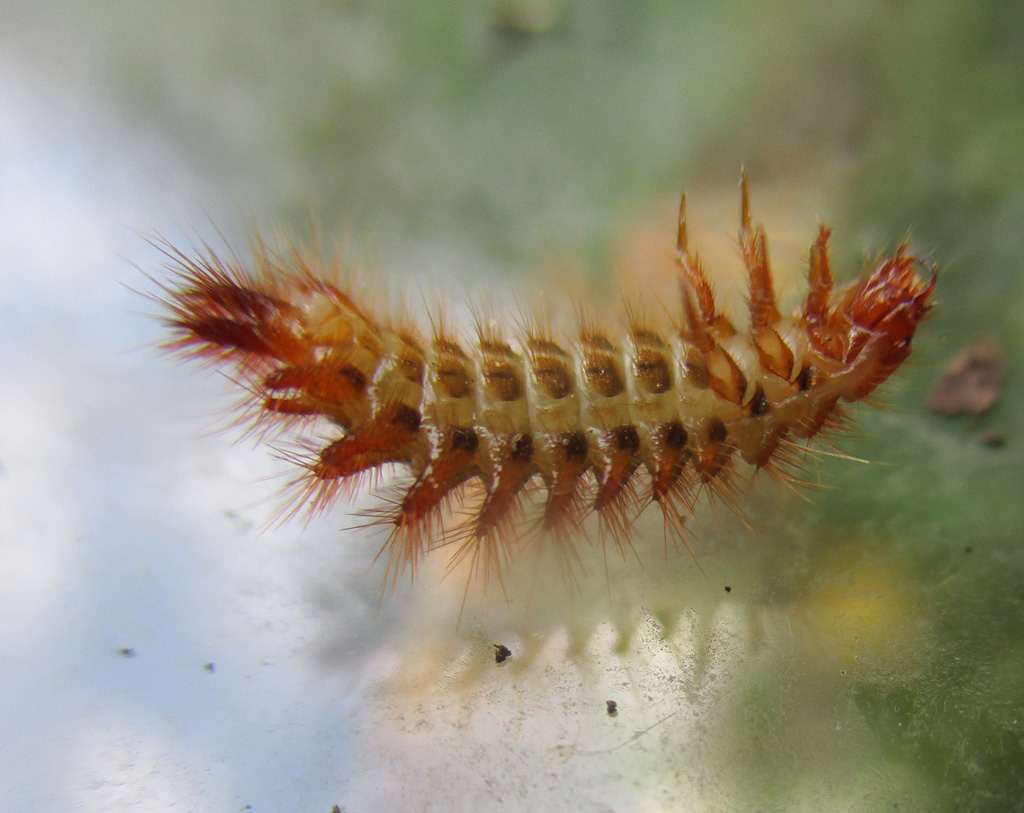 Larve eines Schneckenhauskäfers (Drilini) Foto & Bild | insekten, natur ...