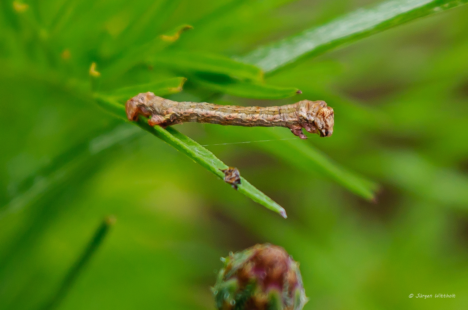 Larve of Butterfly Foto & Bild | natur, macro, pflanzen Bilder auf ...