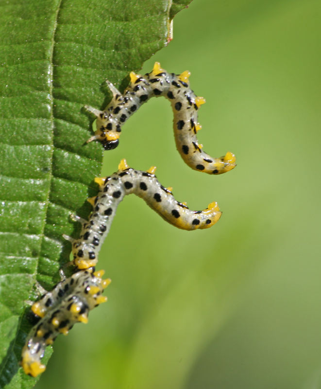 Larven Ballett Foto & Bild | tiere, wildlife, insekten Bilder auf ...