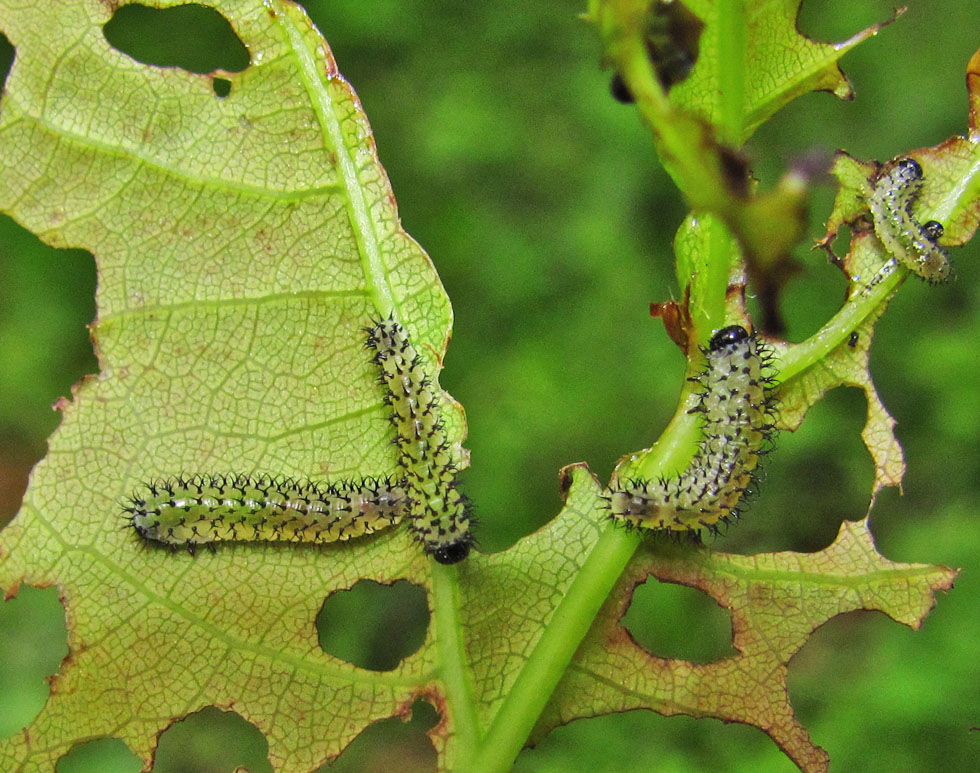 Larven der... Foto & Bild | tiere, wildlife, insekten Bilder auf ...