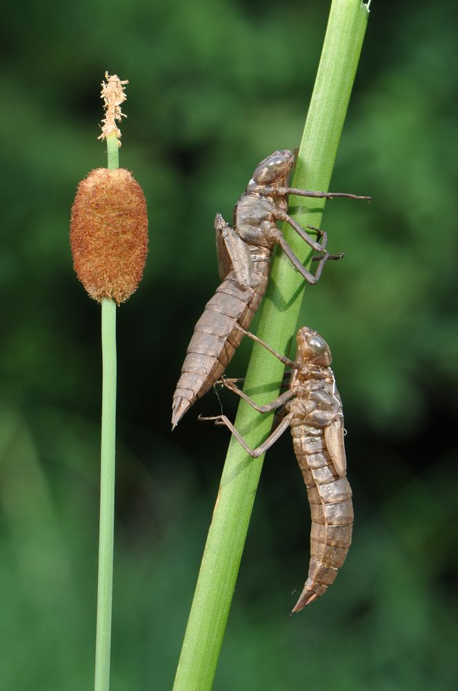 Larven im Doppelpack Foto & Bild | tiere, wildlife, libellen Bilder auf ...