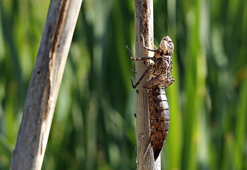 " Larvenhaut einer Libelle " Foto & Bild | makro, schilf, natur Bilder ...