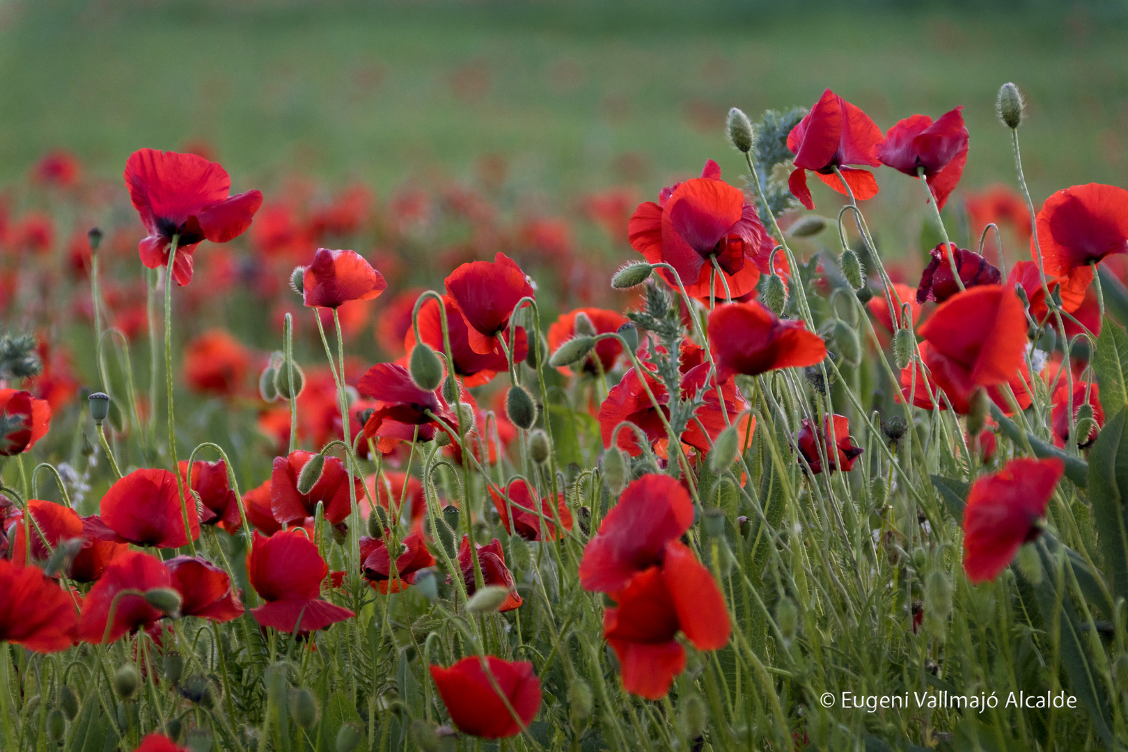 Las Amapolas Imagen & Foto | fotos, art, nature Fotos de fotocommunity