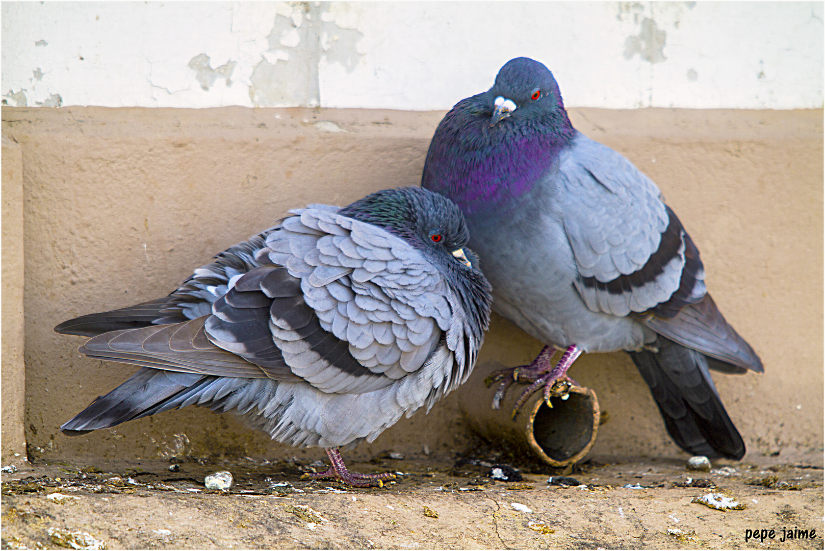 Las palomas en la ciudad Imagen & Foto | animales, aves, fauna Fotos de ...
