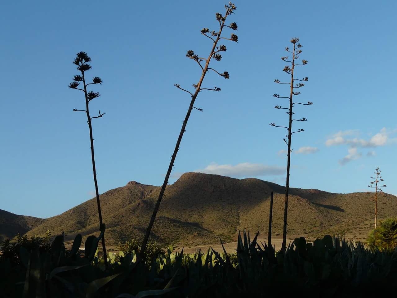 Las Pitas Imagen & Foto | naturaleza, campo, plantas Fotos de fotocommunity