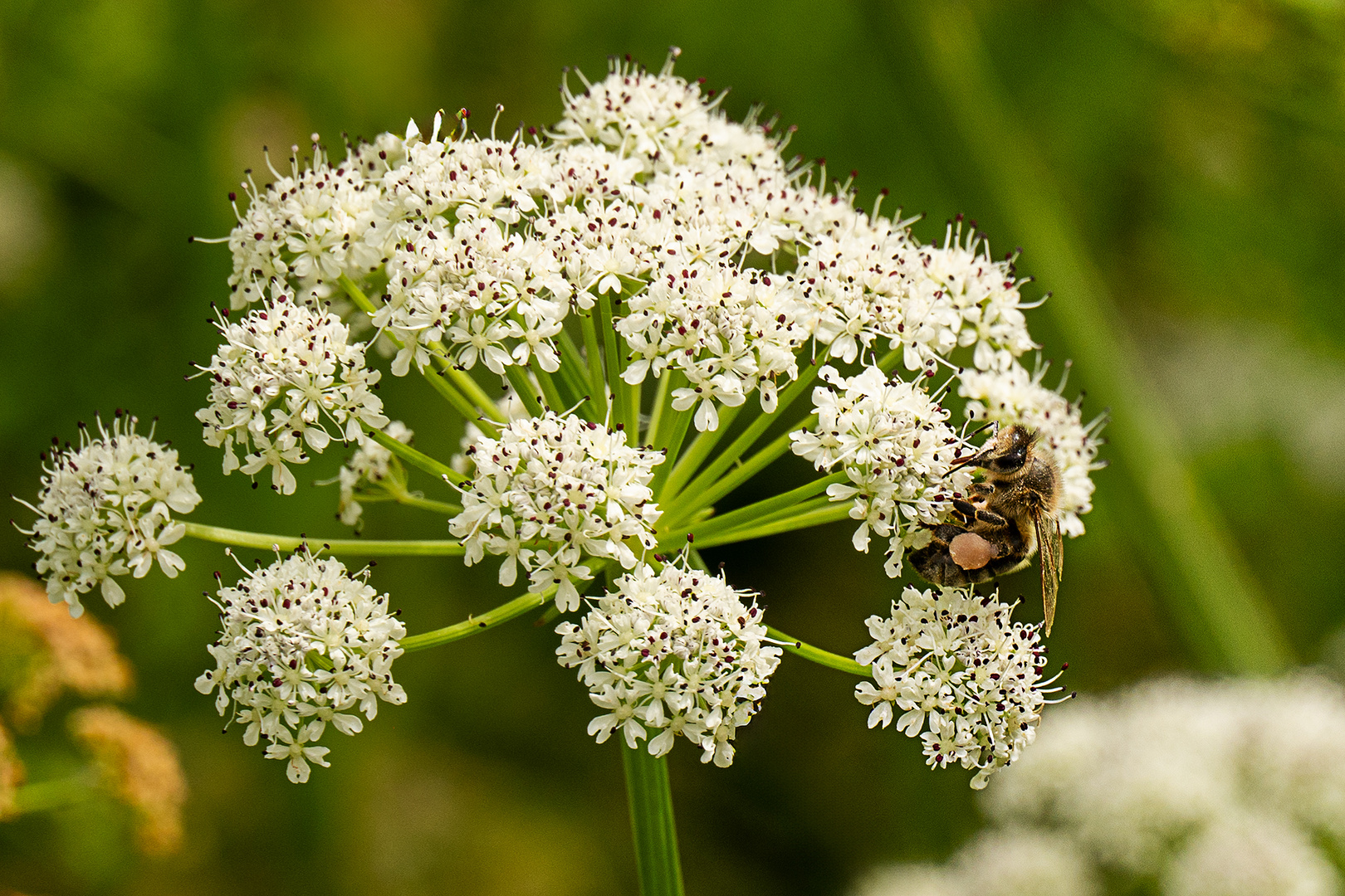 Laserpitium latifolium Foto & Bild | zum verlinken Bilder auf fotocommunity