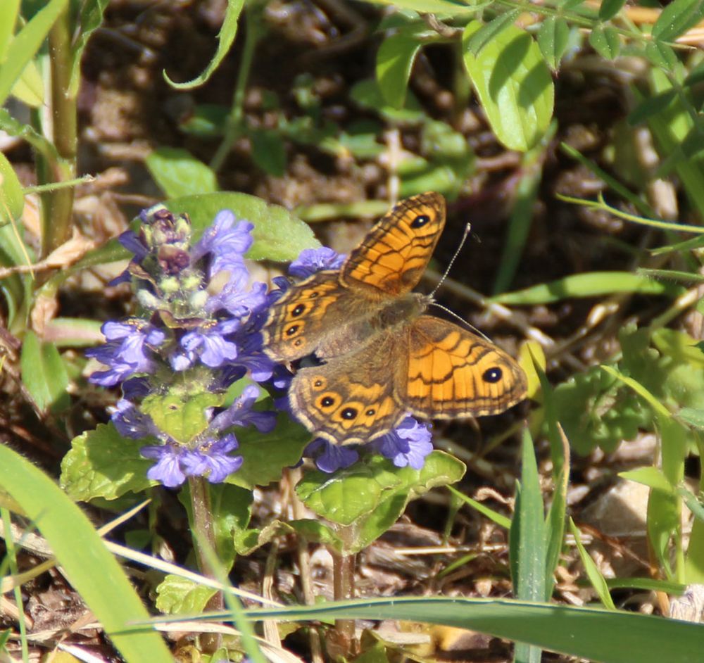 Lasiommate maegera- Mauerfuchs Foto & Bild | schmetterlinge, natur ...