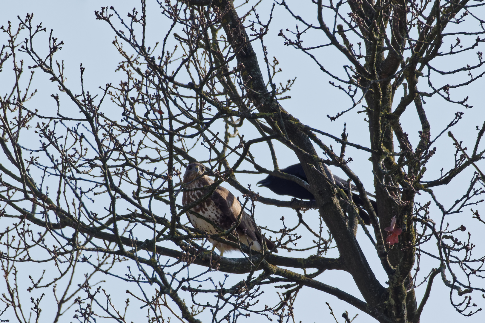 Lass das! Foto & Bild | tiere, wildlife, wild lebende vögel Bilder auf ...