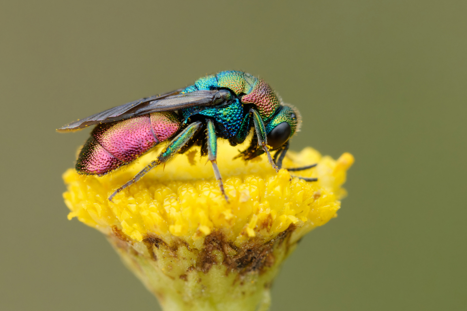 Lass mich schlafen.. Goldwespe (Hedychrum rutilans) Foto & Bild ...