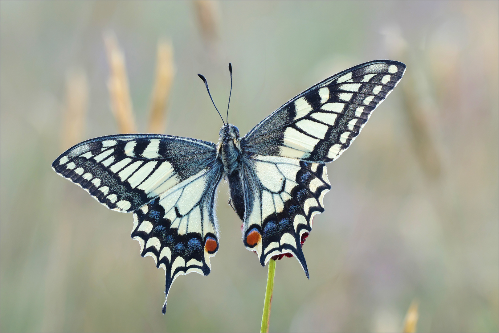 Lass uns Fliegen Foto & Bild | makro, natur, nahaufnahme Bilder auf ...