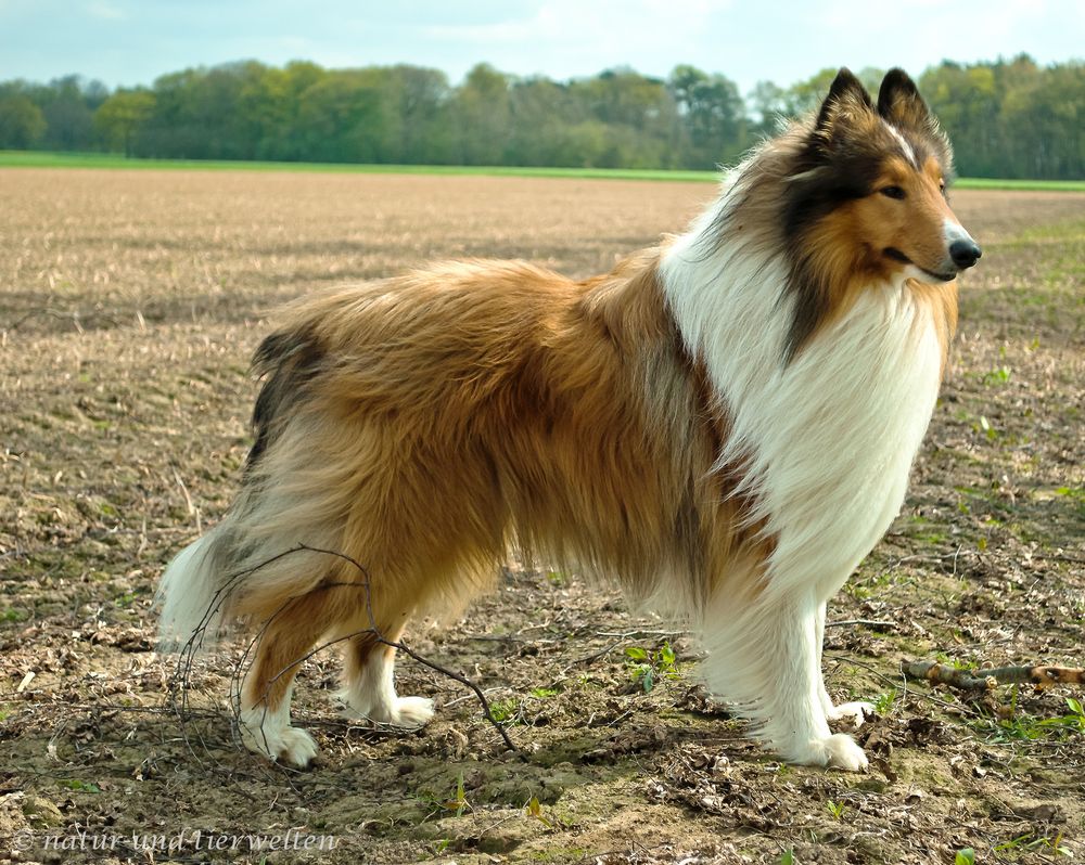 Lassie Foto & Bild | tiere, haustiere, hunde Bilder auf fotocommunity