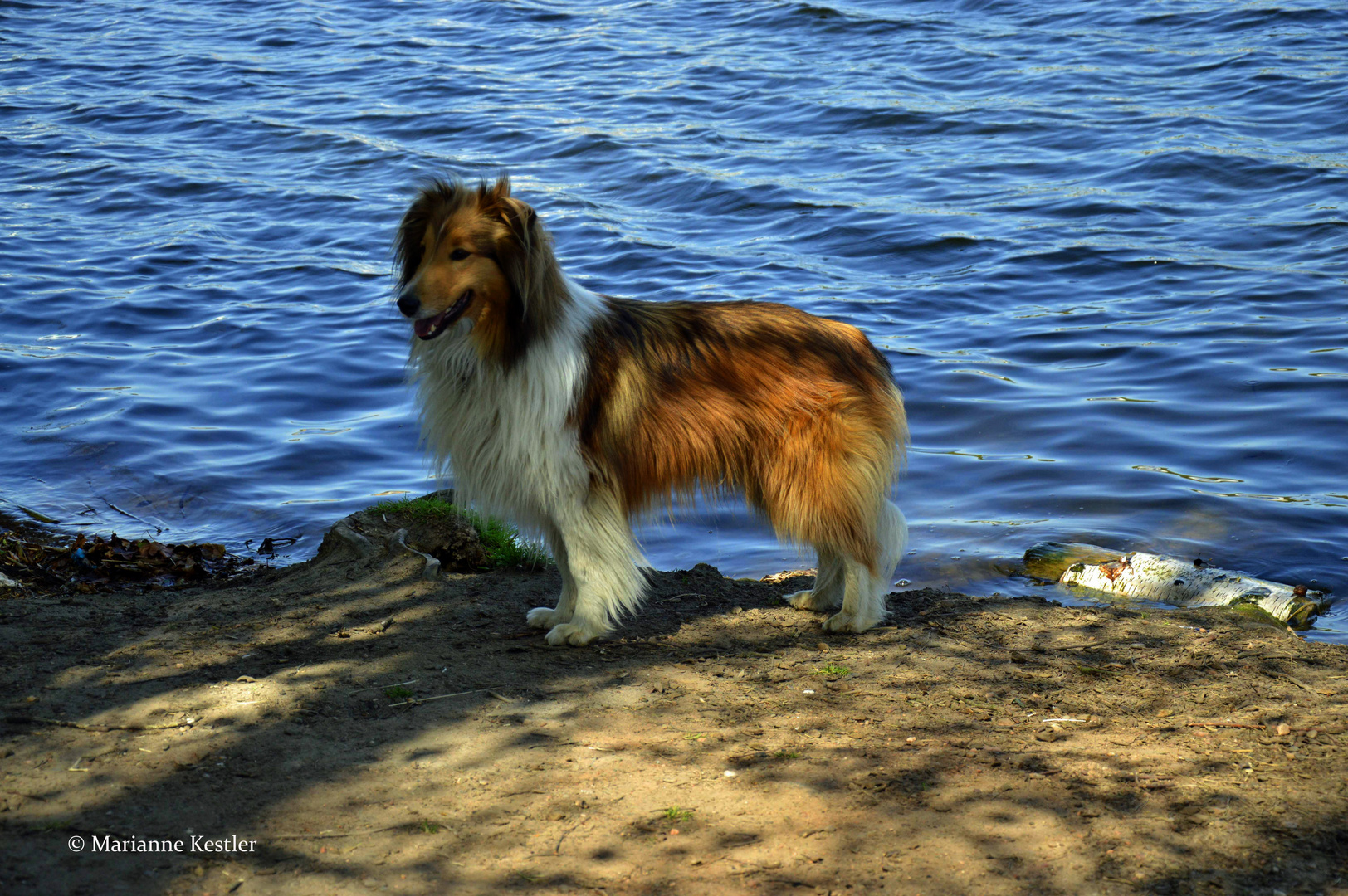 Lassie Foto & Bild | tiere, haustiere, hunde Bilder auf fotocommunity
