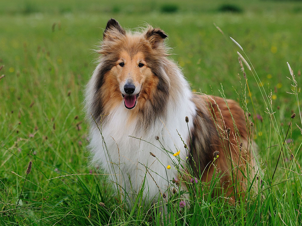 Lassie is back... Foto & Bild | tiere, haustiere, hunde Bilder auf ...
