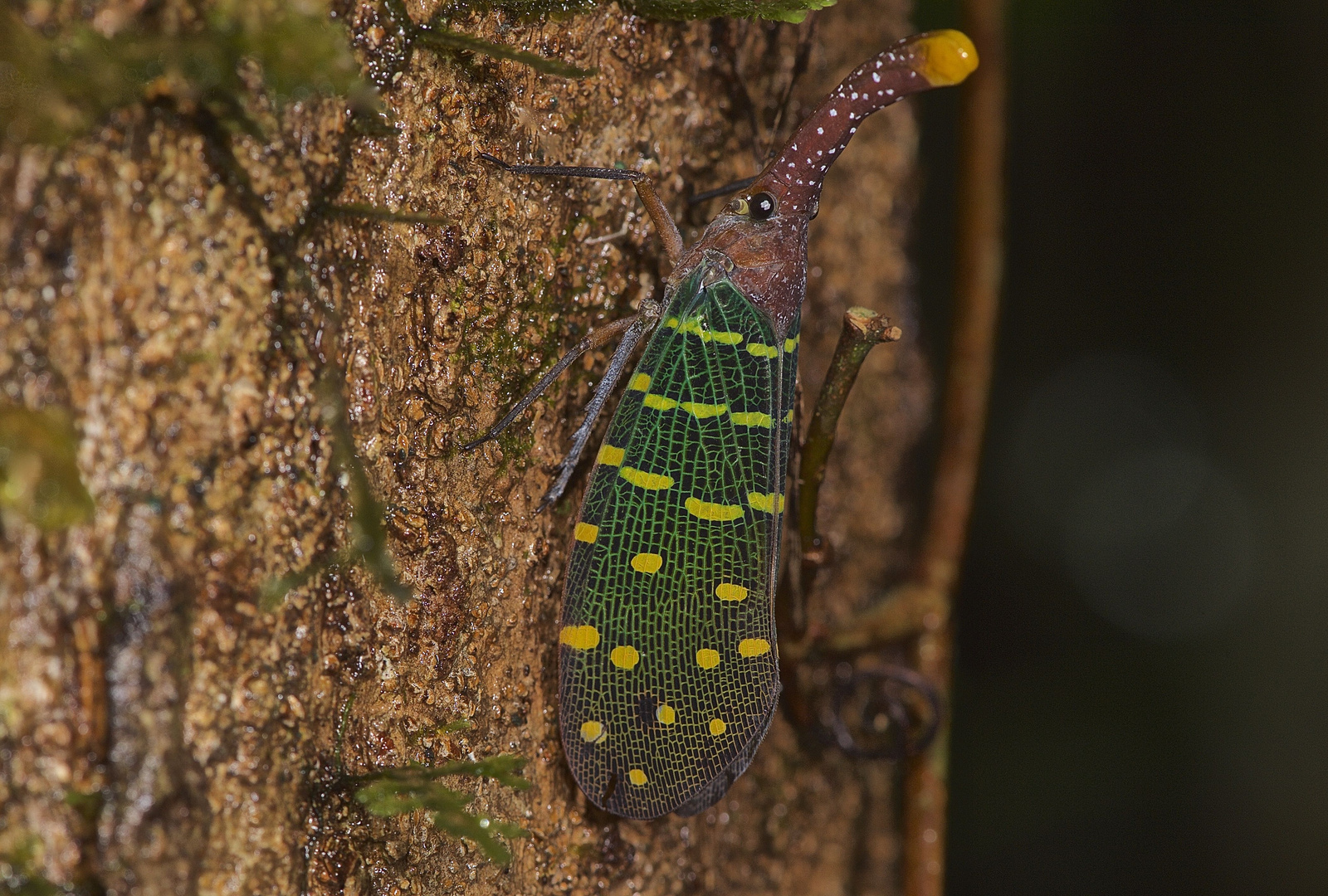Laternenträger-zikade Pyrops intricate Borneo, Mulu Nationalpark 2015 ...