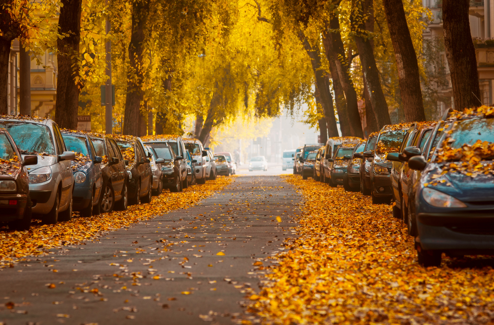 Laub... Foto & Bild | jahreszeiten, herbst, farben Bilder auf fotocommunity