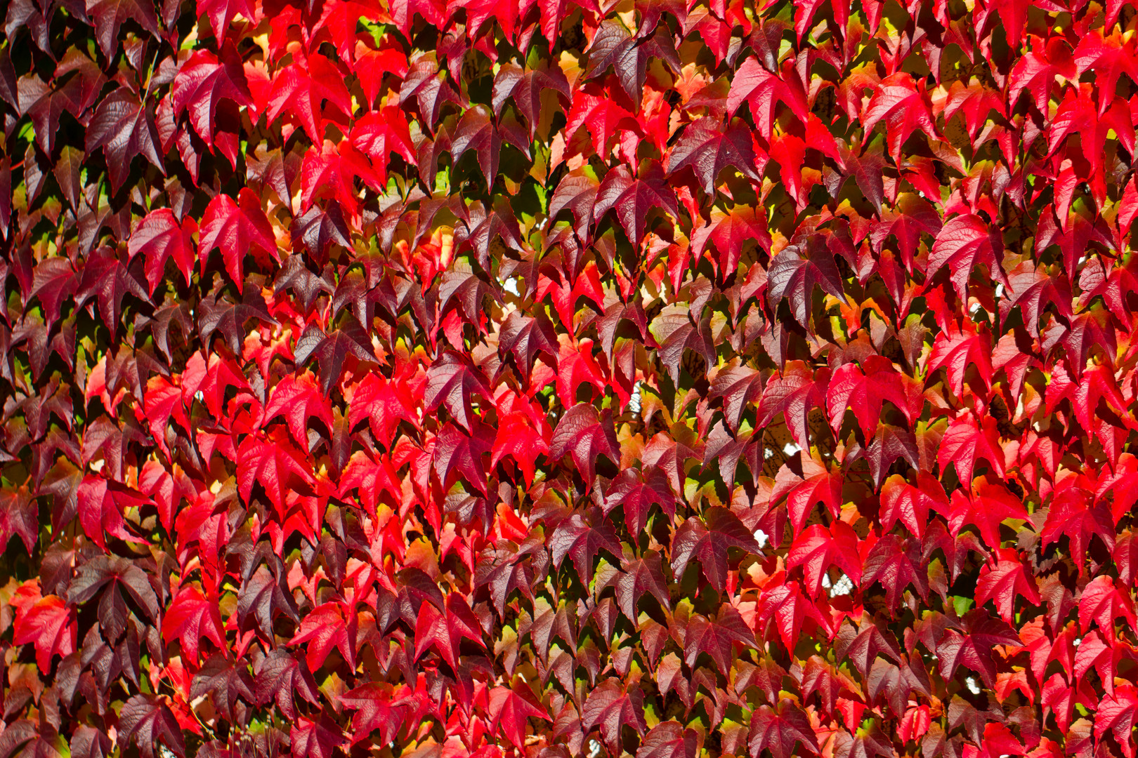 Laub... Foto & Bild | jahreszeiten, herbst, vogo-pics Bilder auf ...