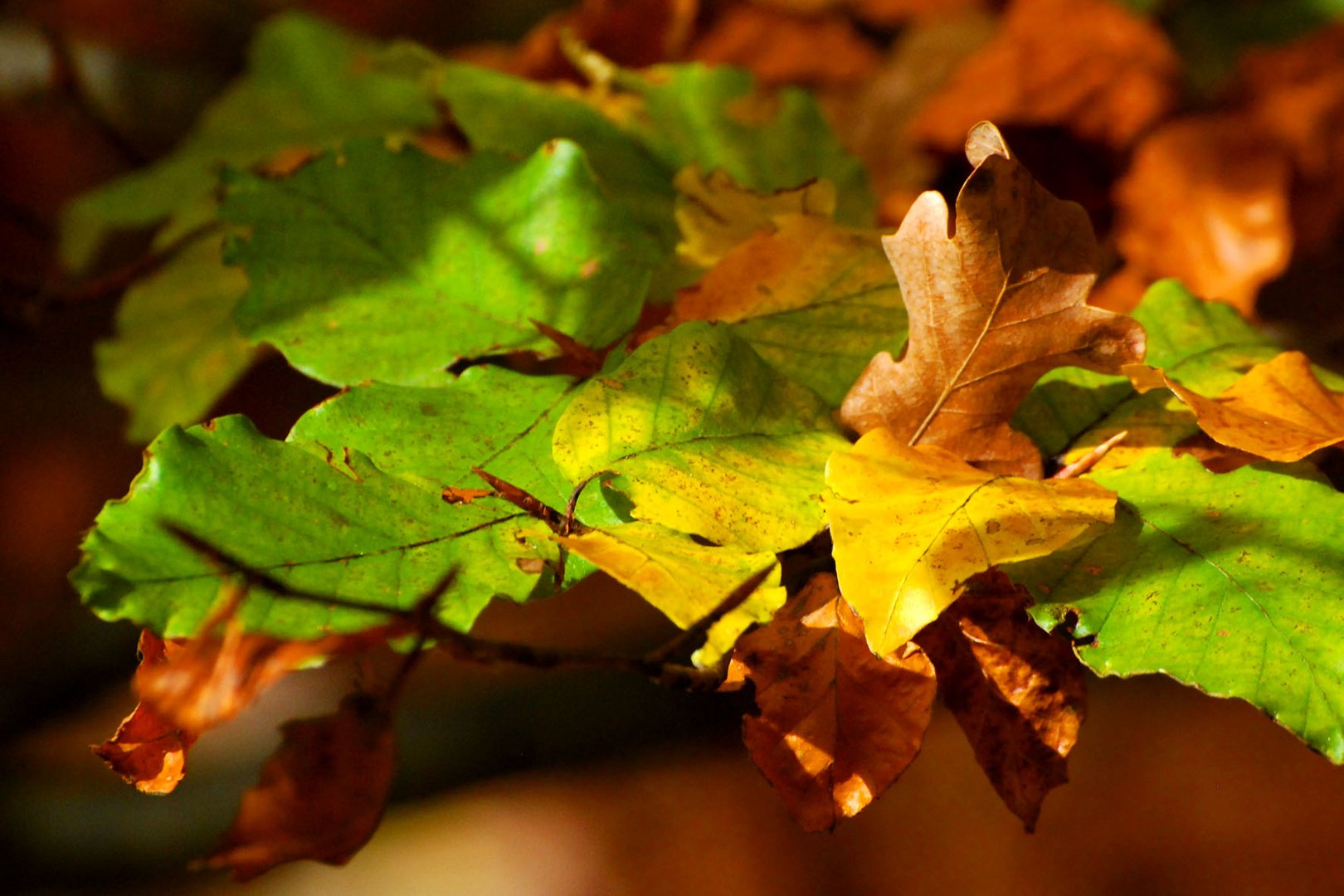 Laub Foto & Bild | jahreszeiten, herbst, herbstfarben Bilder auf ...