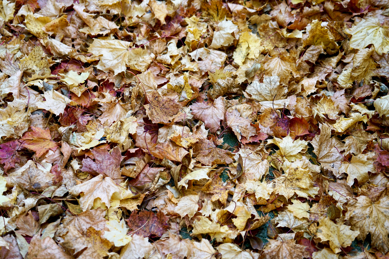 Laub... Foto & Bild | jahreszeiten, herbst, natur Bilder auf fotocommunity