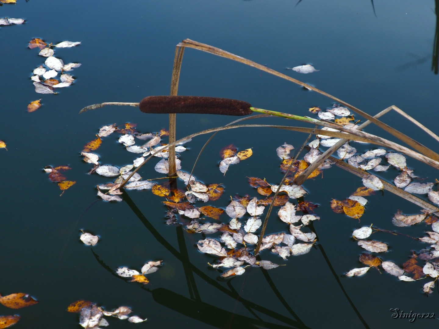 Laub im Bach Foto & Bild | landschaft, sonstiges, jahreszeiten Bilder ...