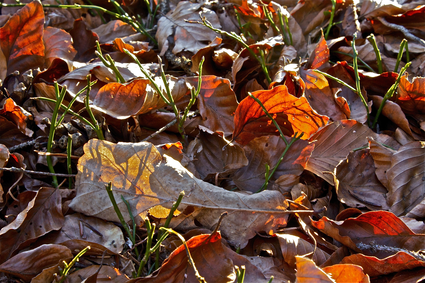 Laubblätter Foto & Bild | archiv projekte naturchannel, naturprojekte ...