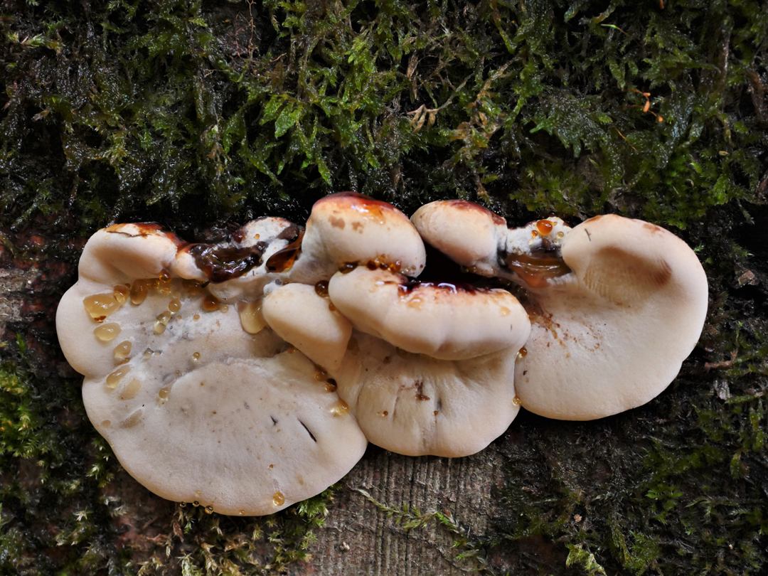 Laubholz-Harzporling, ISCHNODERMA RESINOSUM Foto & Bild | natur ...
