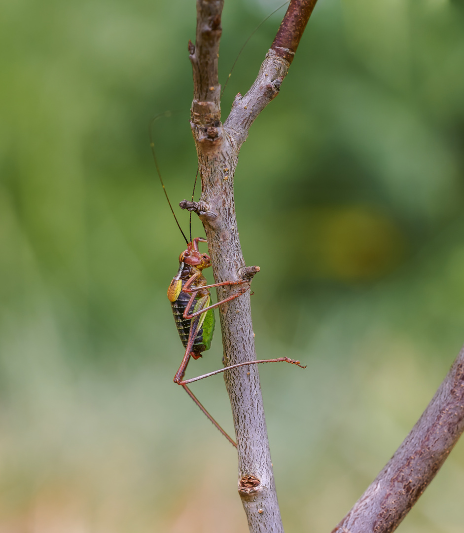 Laubholz-Säbelschrecke Foto & Bild | natur, insekten, tiere Bilder auf fotocommunity