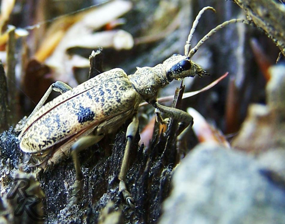 Laubholz-Zangenbock Foto & Bild | tiere, wildlife, insekten Bilder auf fotocommunity