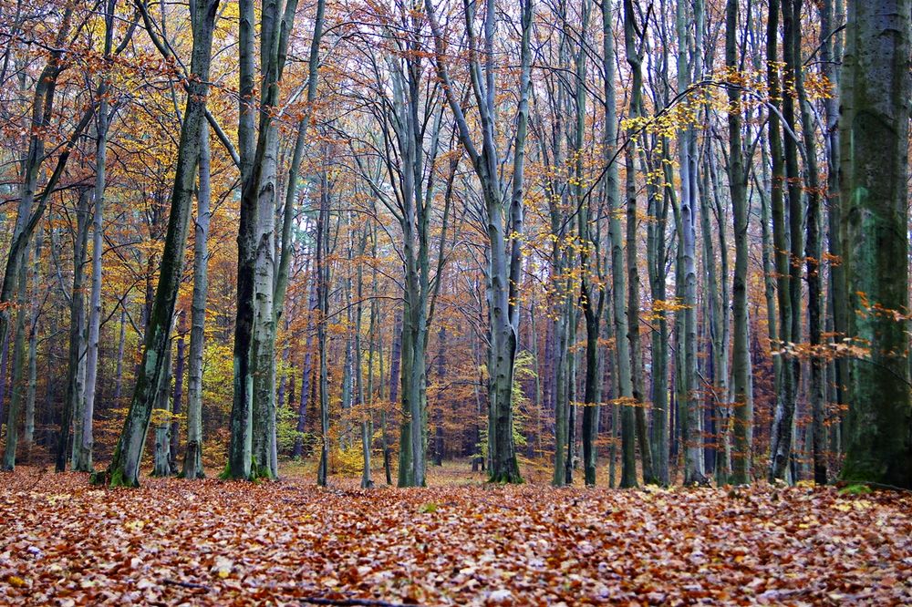 Laubwald Foto & Bild | jahreszeiten, natur Bilder auf fotocommunity
