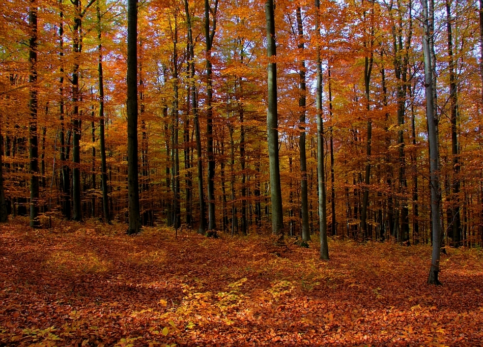 Laubwald Foto & Bild | natur Bilder auf fotocommunity