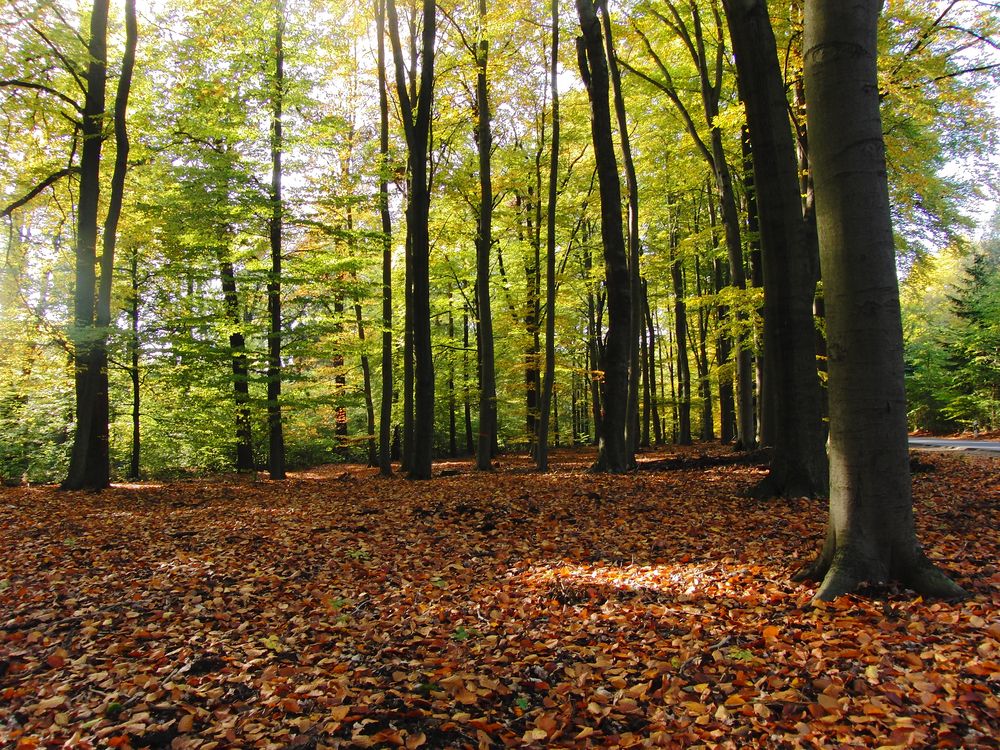 Laubwald Foto & Bild | jahreszeiten, herbst, natur Bilder auf fotocommunity