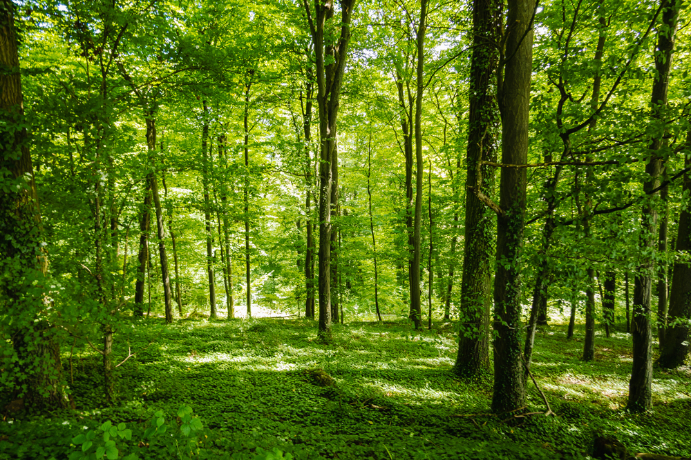 Laubwald Foto & Bild | pflanzen, pilze & flechten, landschaft, bäume ...