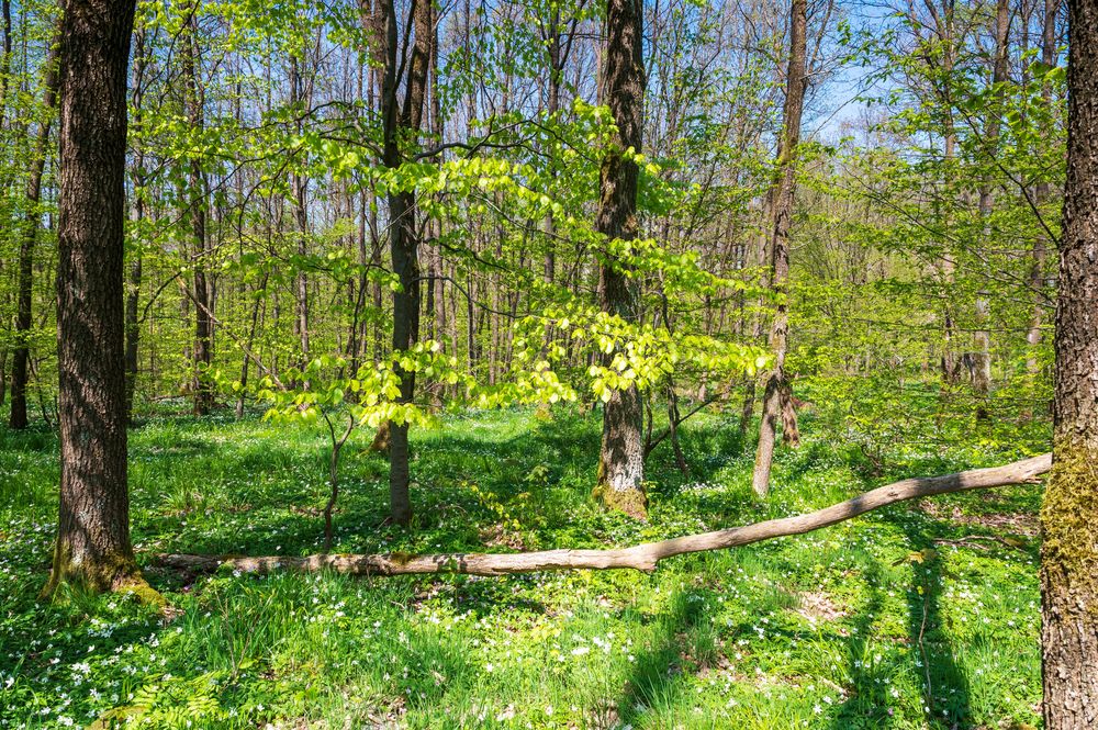 Laubwald im Frühling Foto & Bild | landschaft, jahreszeiten, wald ...