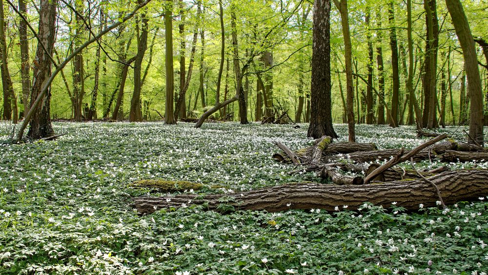 Laubwald im Frühlingskleid Foto & Bild | landschaft, jahreszeiten ...