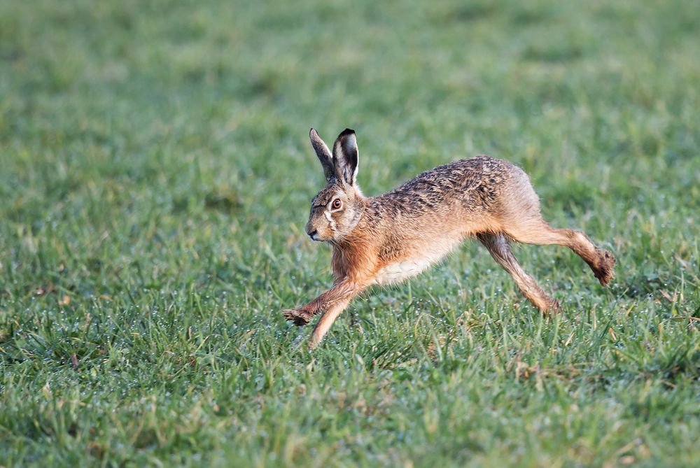 Lauf, Hase lauf... Foto & Bild | tiere, wildlife, säugetiere Bilder auf ...