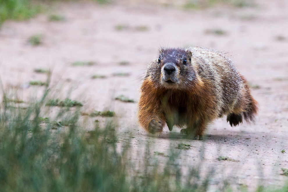 Lauf Murmel! Foto & Bild | usa, laufen, rennen Bilder auf fotocommunity