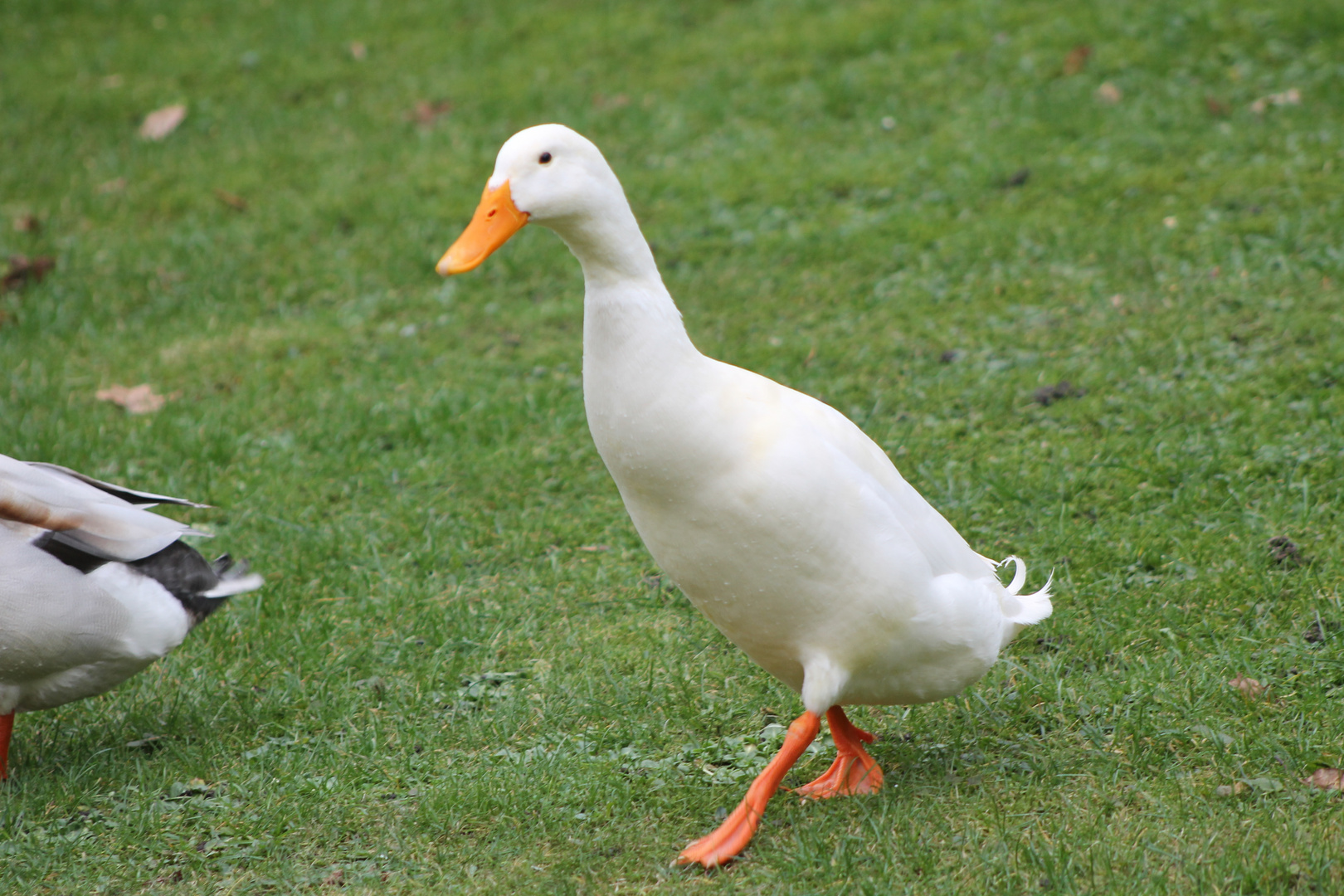 Laufente ganz in weiß Foto & Bild | tiere, haustiere, sonstige Bilder ...