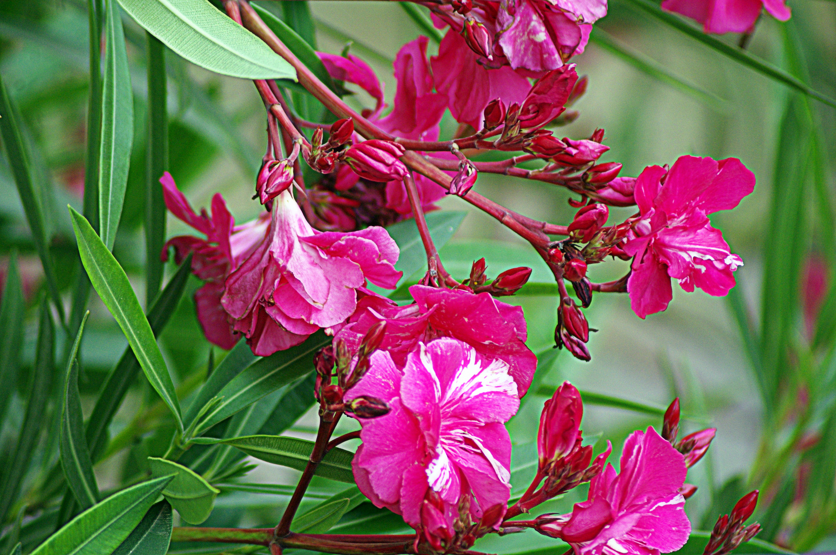 Laurier rose ... photo et image | plantes, champignons & lichens ...