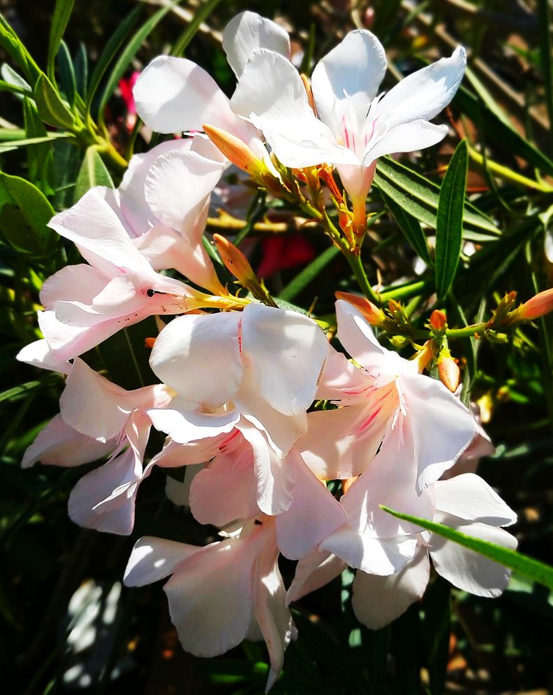Laurier rose photo et image | jardins, fleurs, fleurs, arbres... Images ...
