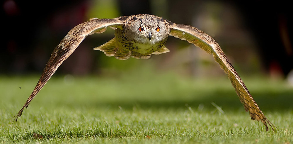 Lautlos............ Foto & Bild | tiere, zoo, wildpark & falknerei ...