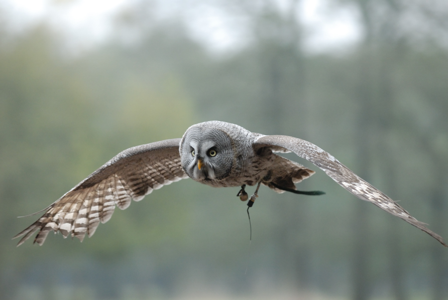 Lautlos Foto & Bild | tiere, zoo, wildpark & falknerei, vögel Bilder ...