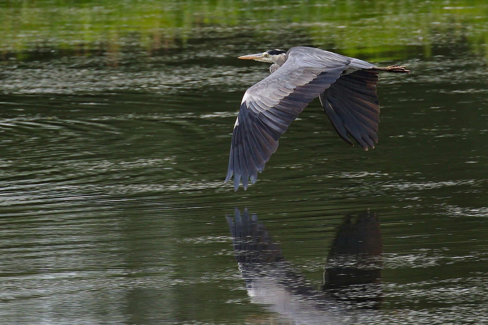 lautlos Foto & Bild | tiere, wildlife, wild lebende vögel Bilder auf ...