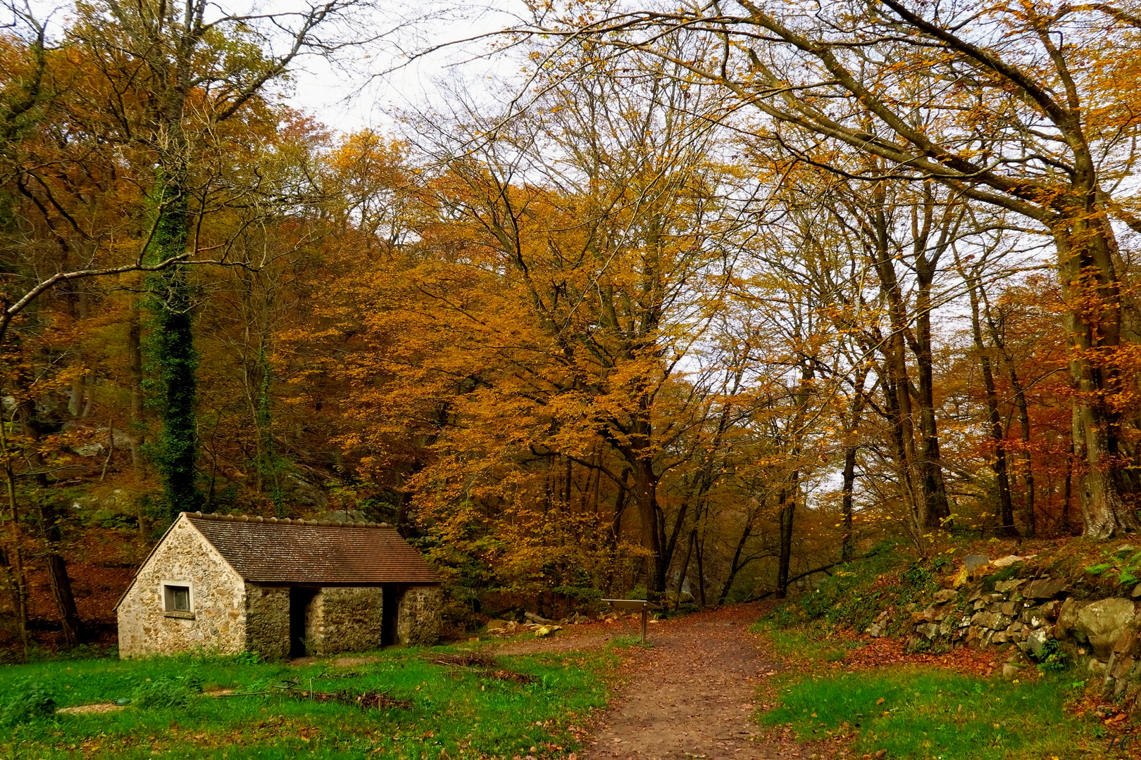 " L'automne en forêt ." photo et image | les saisons, automne, paysages ...