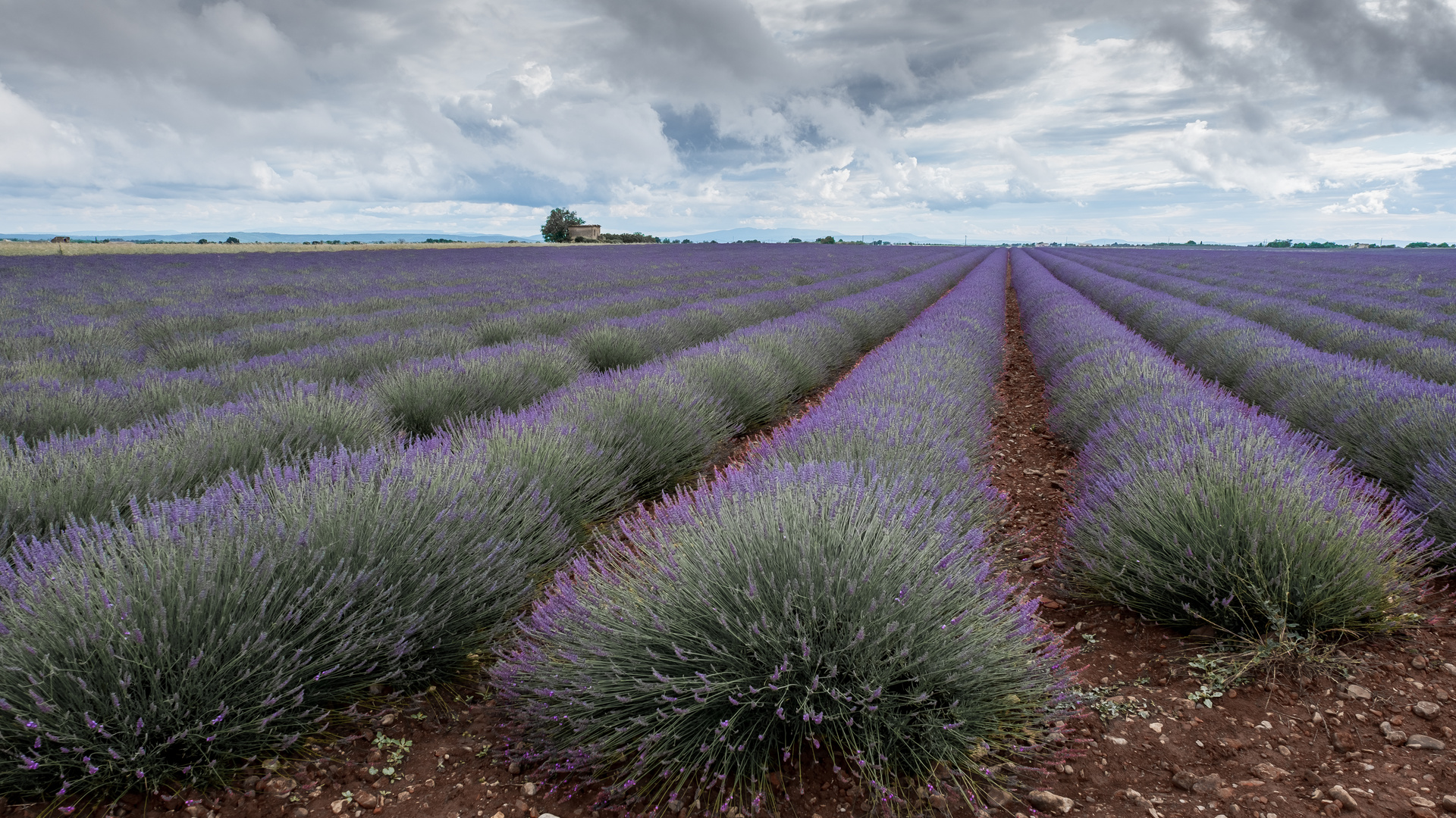 Lavandin 2016 Foto & Bild | europe, france, provence-alpes-côte d'azur ...