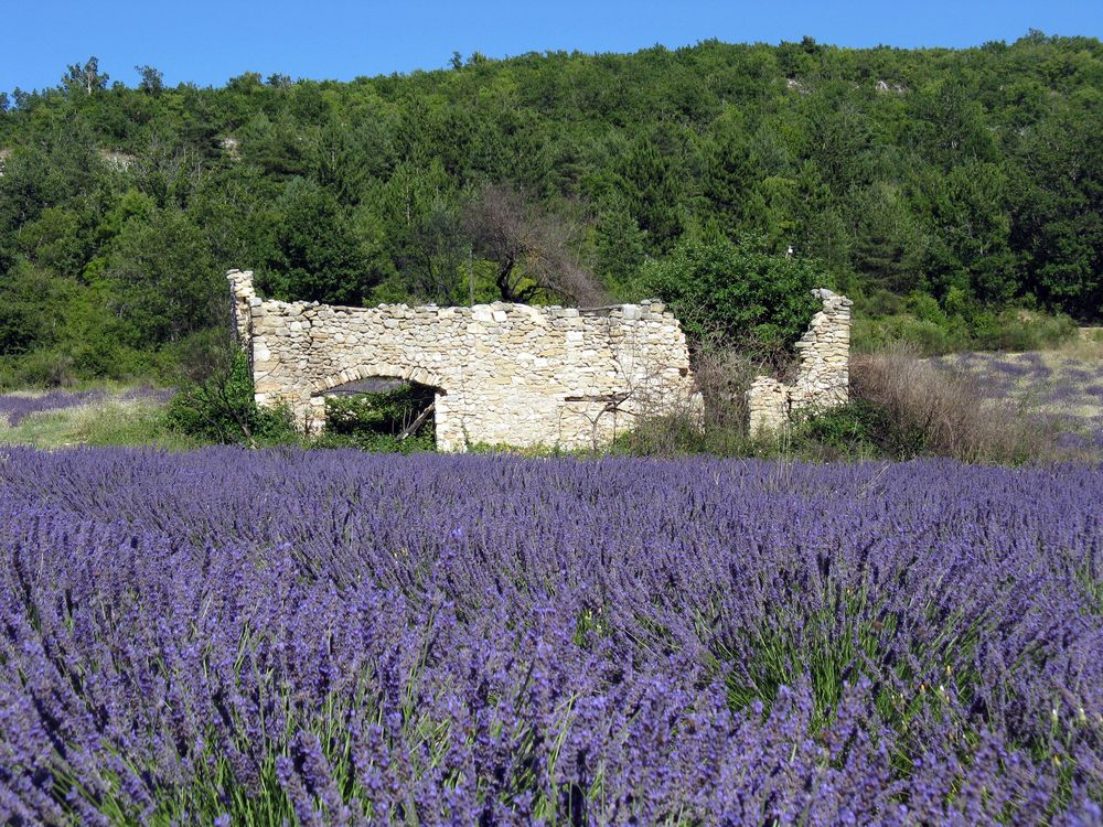 Lavendel bei Sault,Provence Foto & Bild | europe, france, provence ...