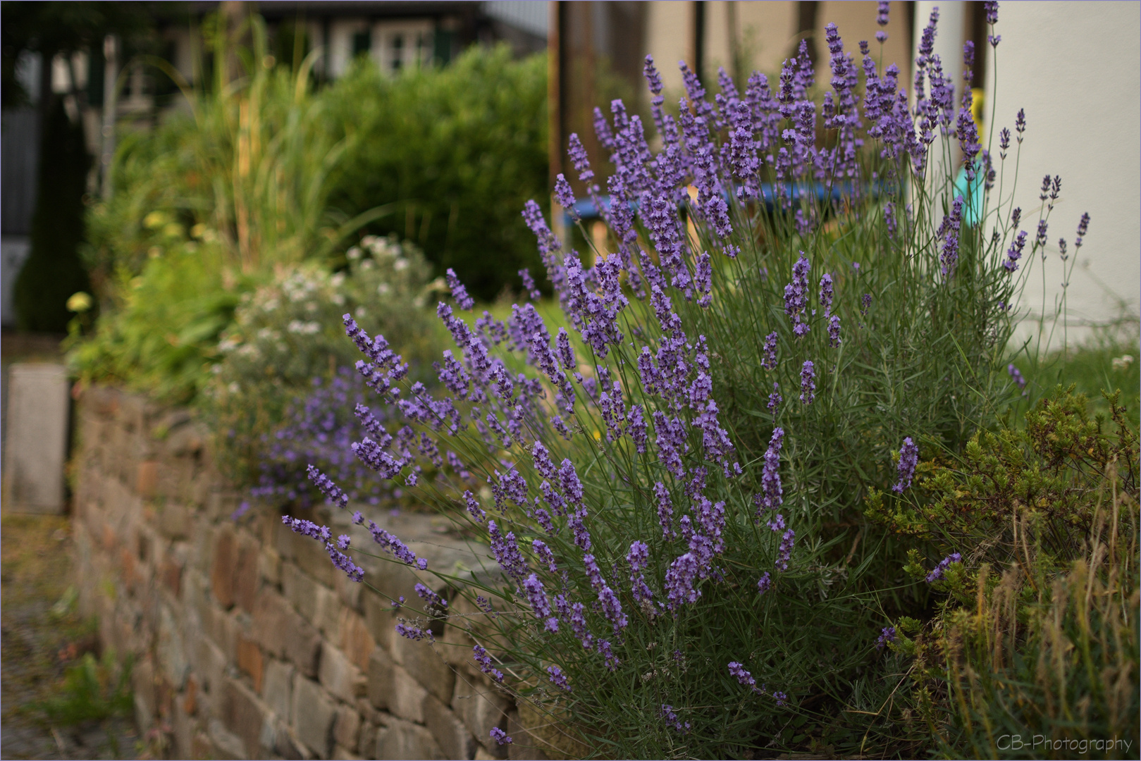 Lavendel Foto & Bild | pflanzen, pilze & flechten, blüten ...
