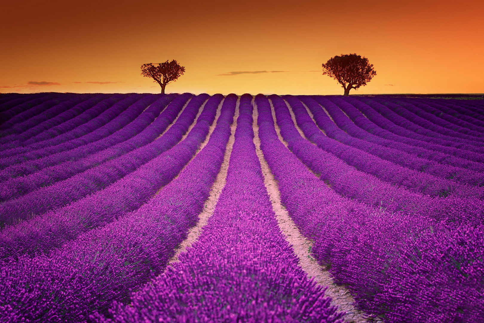 Lavendel Foto & Bild | landschaft, kulturlandschaften, world Bilder auf ...