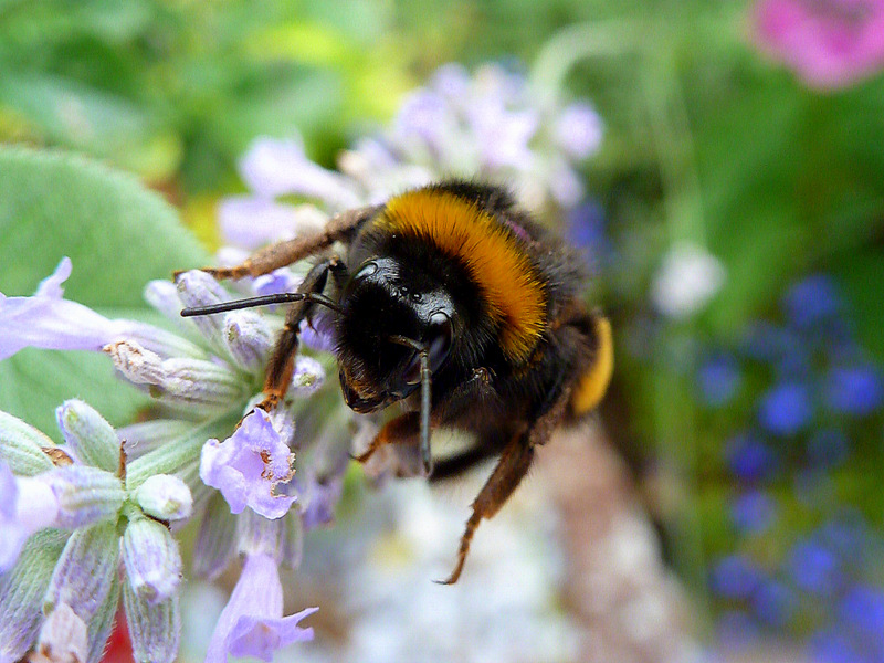 Lavendel mit Hummel Foto & Bild | natur, landschaft, pflanzen Bilder ...